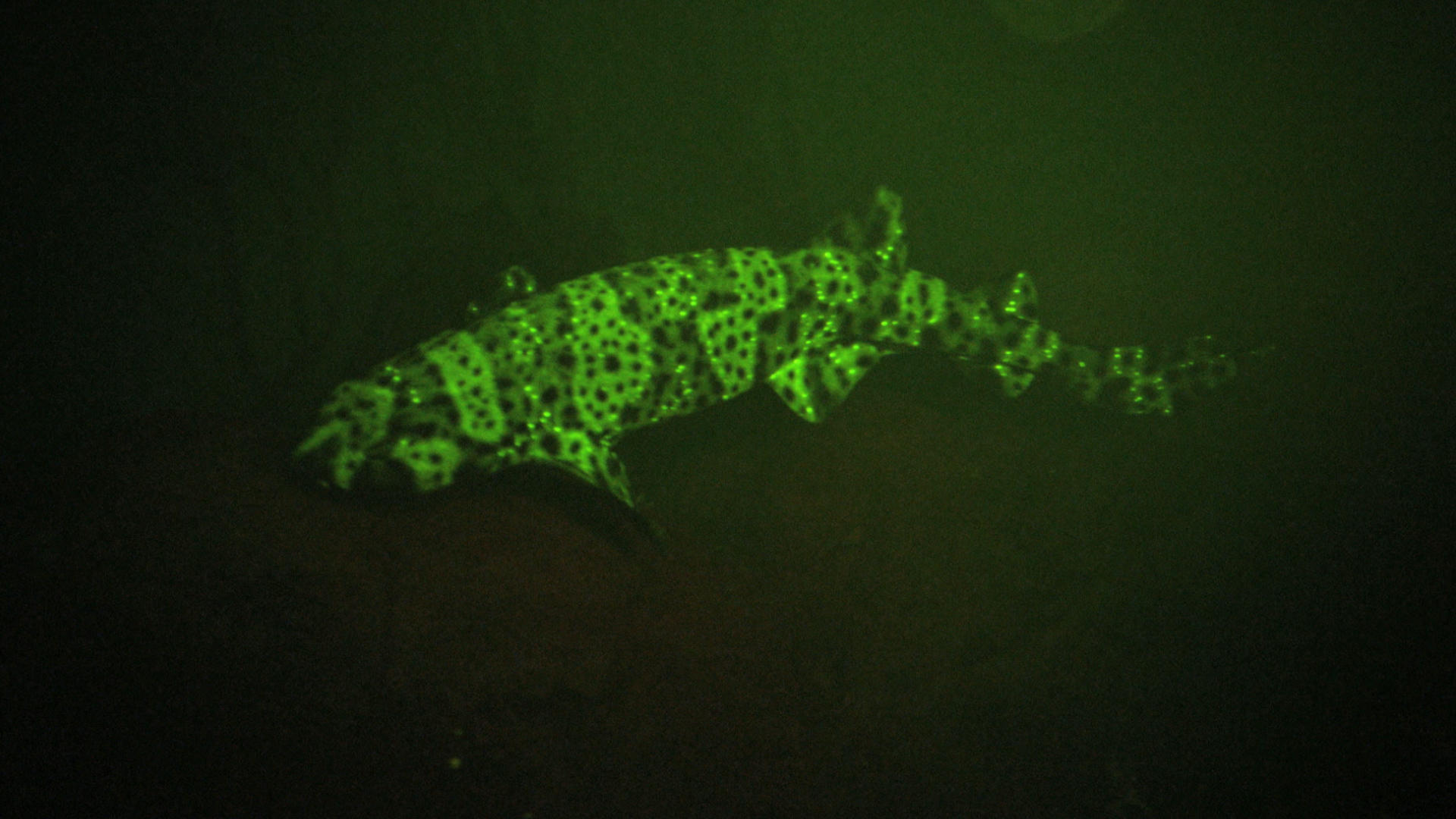 The Neon Green Swell Shark | Shark Week | Discovery
