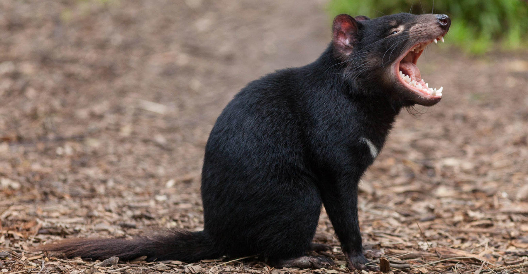 Scientists Discover Second Contagious Cancer in Tasmanian Devils ... Scientists Discover Second Contagious Cancer in Tasmanian Devils ...