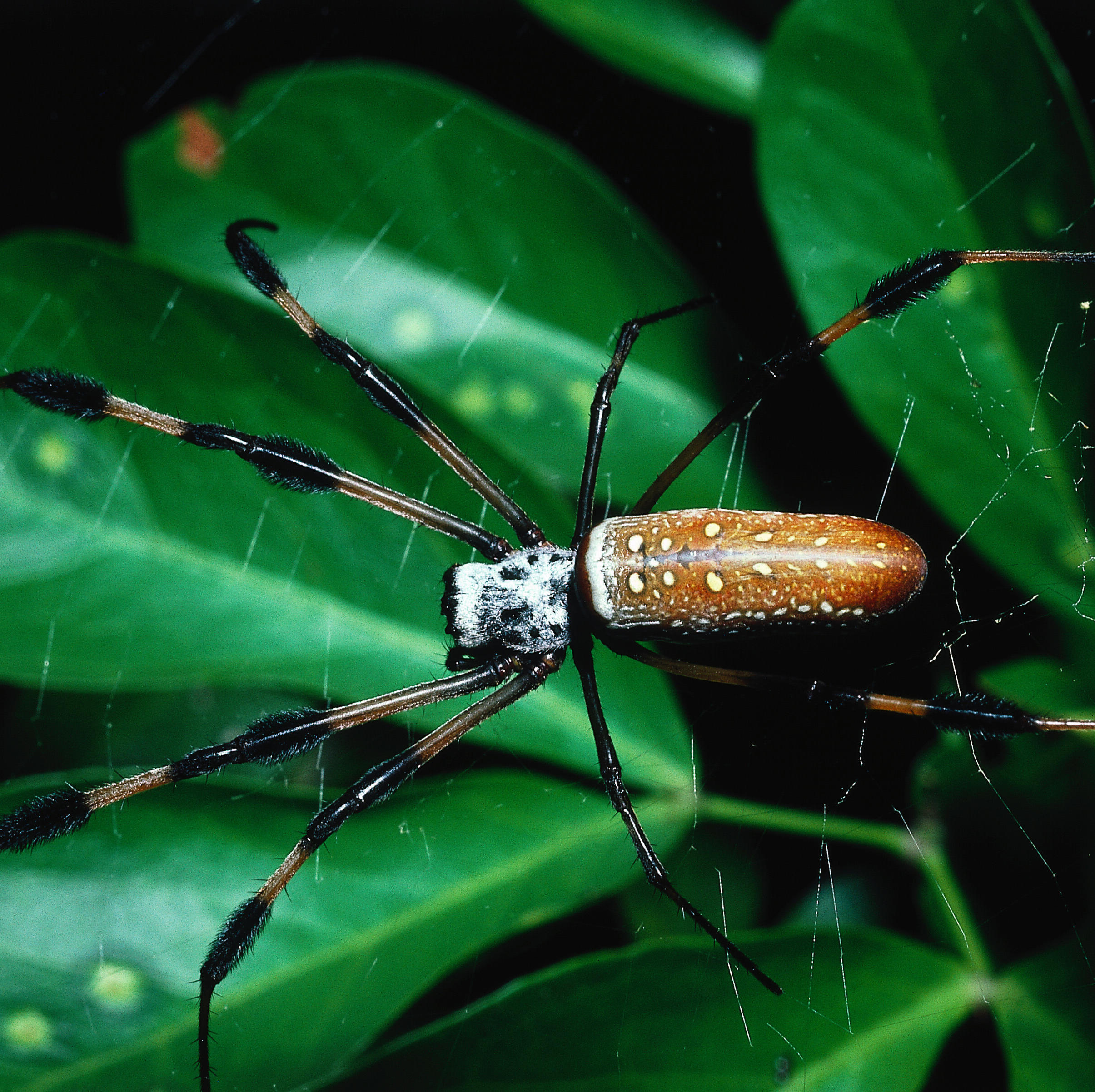 Arachnids 101 Discovery