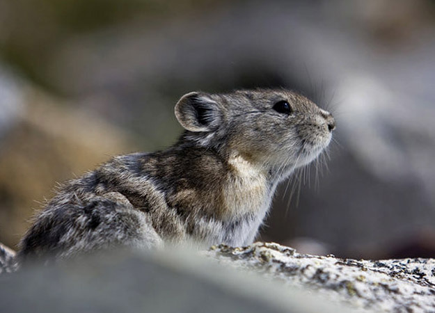 Collared pika - Alchetron, The Free Social Encyclopedia