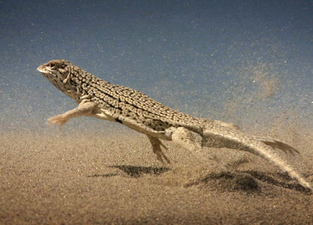 Fringe-Toed Lizard | North America | Discovery