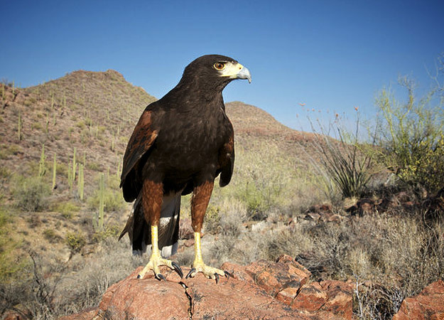 Harris Hawk | North America | Discovery