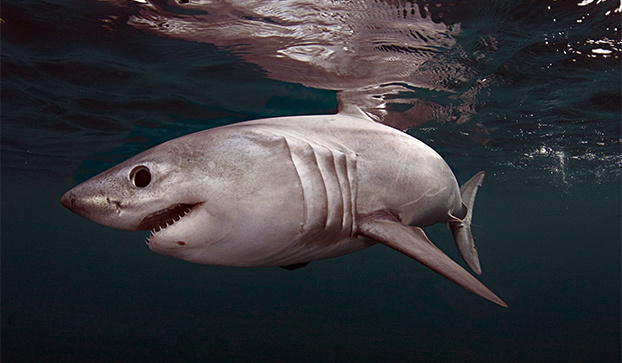 Porbeagle Shark | Shark Week | Discovery