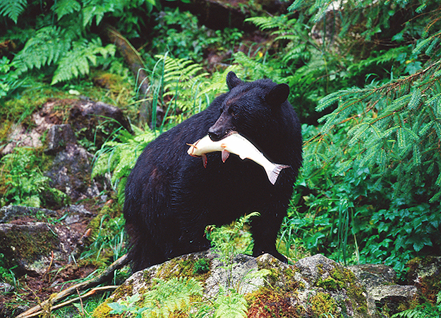North America’s Top 10 Most Fearsome Predators: Black Bear | North ...