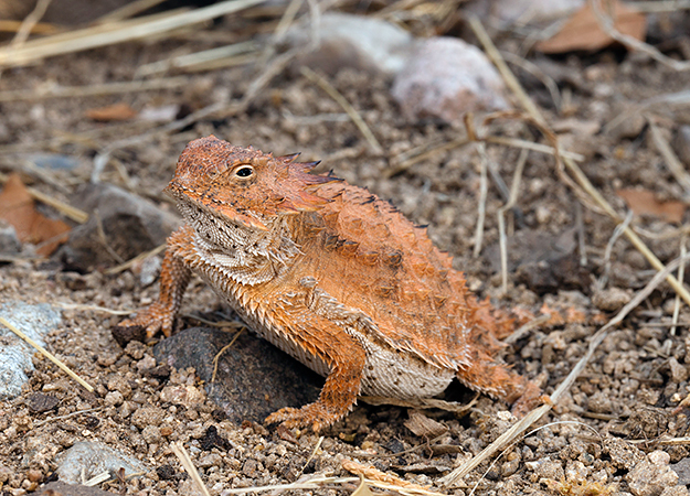 Lizards Of North America