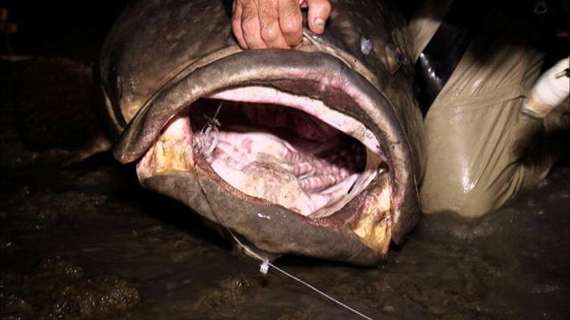 Gigantic Queensland Grouper | River Monsters | Animal Planet