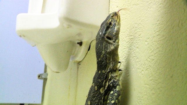 Swamp Wars: Video Highlights | Swamp Wars | Animal Planet