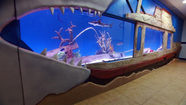 Tanked Tournament | Tanked | Animal Planet