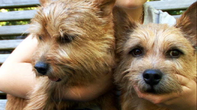 Norwich Terrier | Dogs 101 | Animal Planet