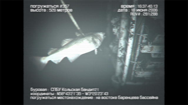 Sightings of mermaids - Imagui