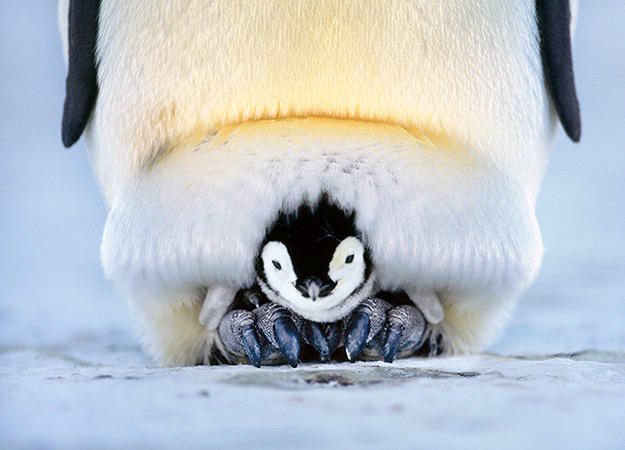 Amazing Animal Dads | Animal Planet