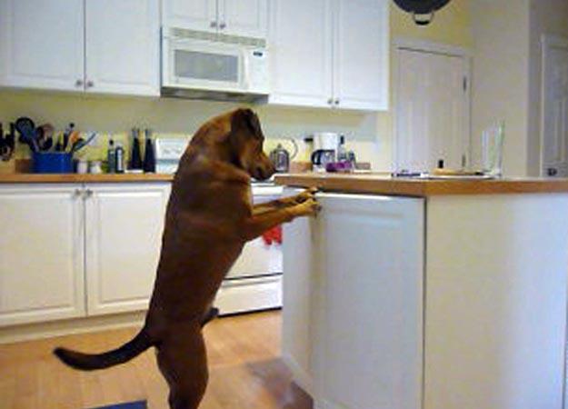 Bad Dog Pictures | Bad Dog | Animal Planet