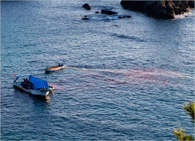 Photos of the Dolphin Hunt | Animal Planet