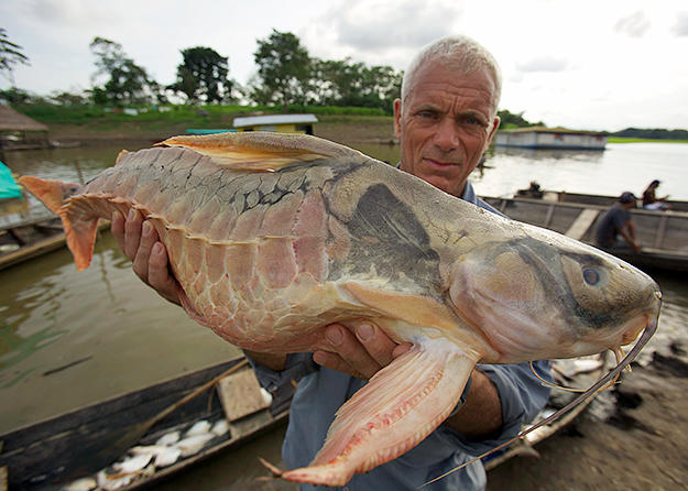 Stingray Pictures | River Monsters | Animal Planet
