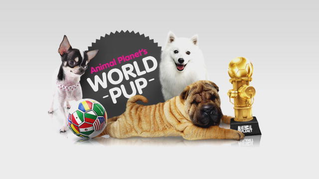 World Pup – Meet the Contenders | Animal Planet