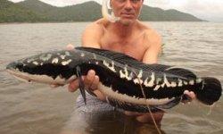 Giant Snakehead | River Monsters | Animal Planet