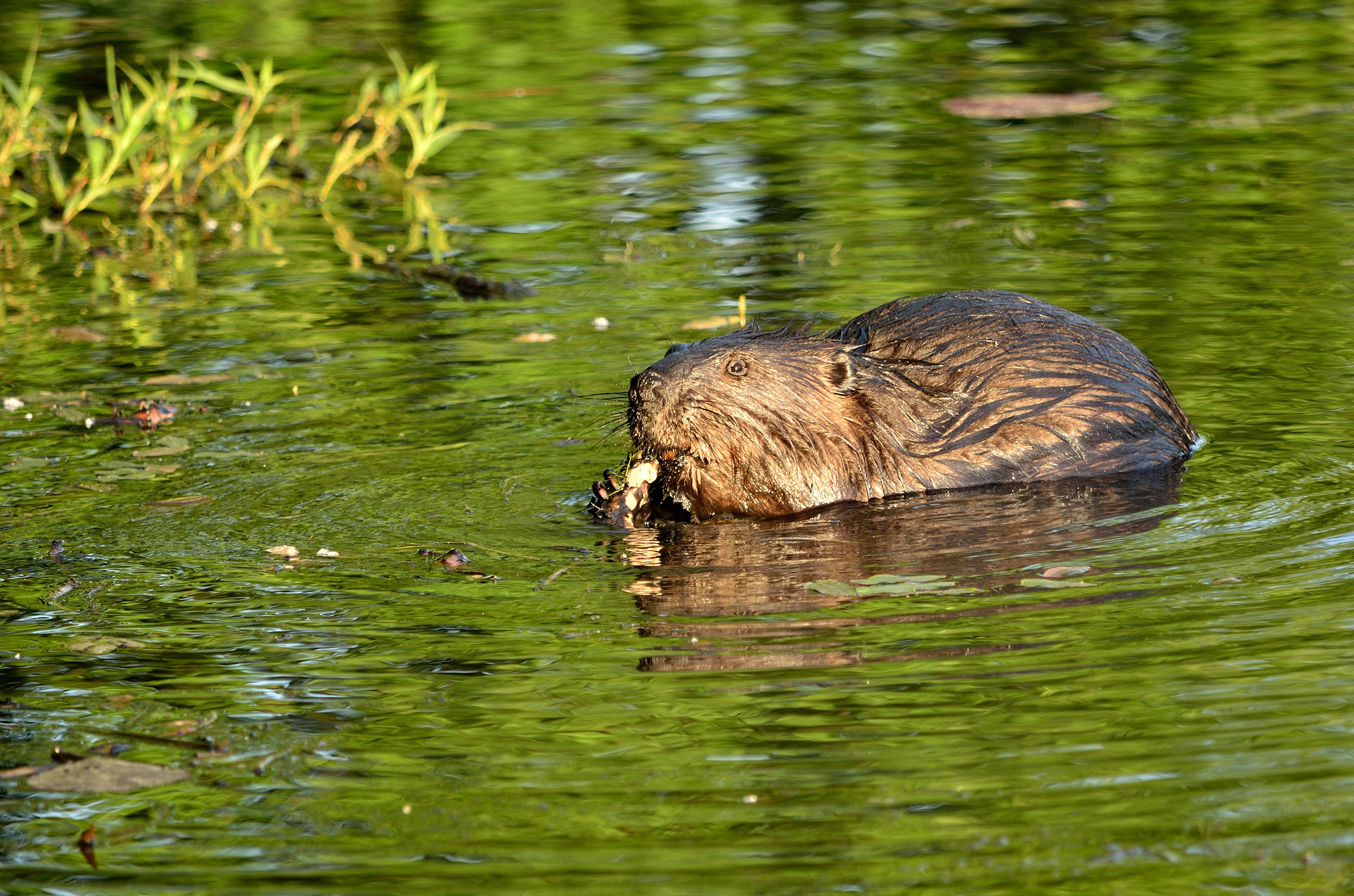 Beavers | Animal Planet