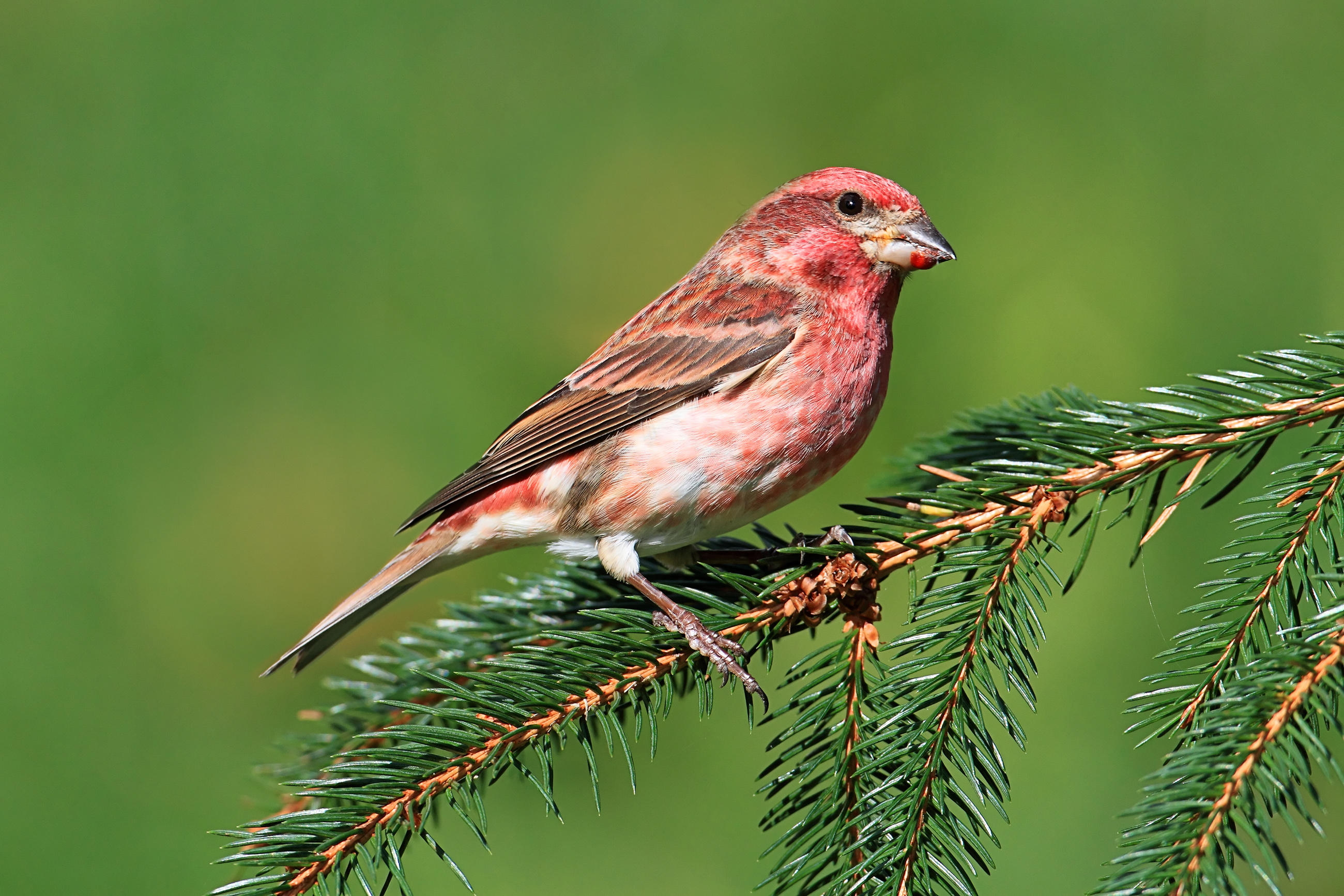 Purple Finch | Animal Planet