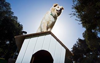 Can Dogs Live Outside In All Seasons? | Dog Behavior | Animal Planet