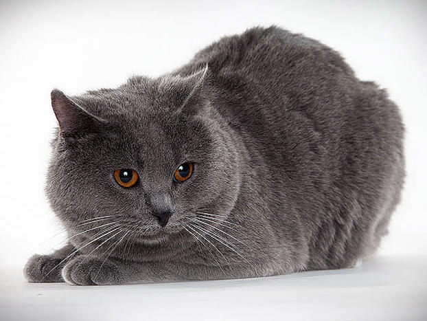 Chartreux | Cats 101 | Animal Planet