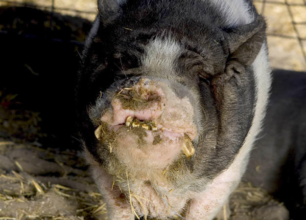 9. Pig | Animal Planet