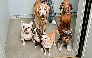 How to Introduce Your Small Dog to Your Other Pets | Small Dogs ...