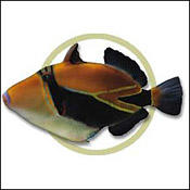 Rectangular Triggerfish | Animal Planet