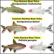 Rummy-Nose Tetras: Differences | Animal Planet