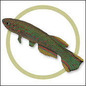 Steel-blue Lyretail Killie | Animal Planet