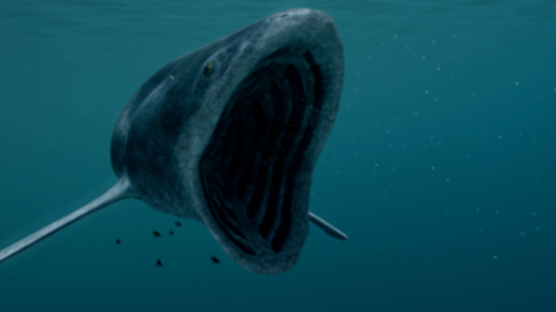 Whale Shark, a Descendent of the Greatest River Monster to Ever Live ...