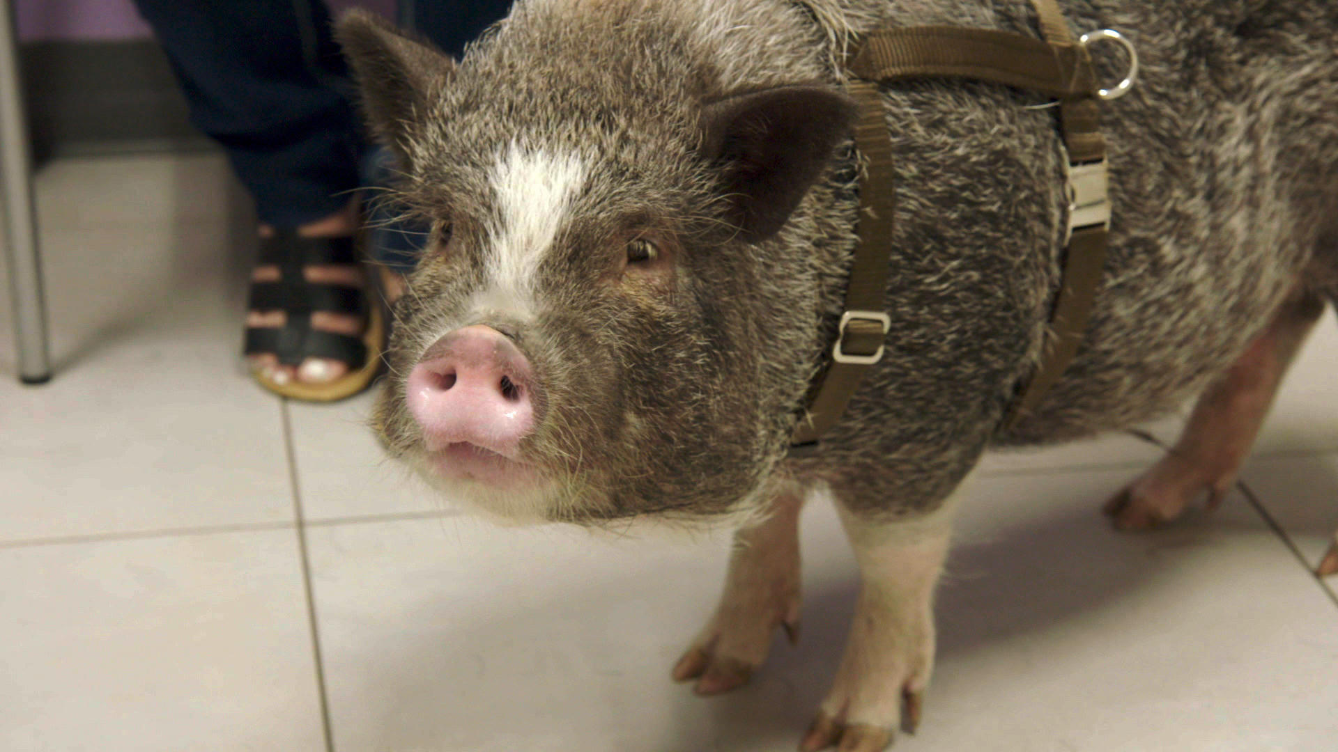 A Pet Pig is Making Trouble | The Vet Life | Animal Planet
