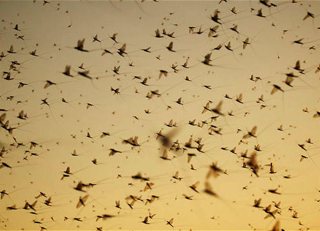 Mayfly | North America | Discovery