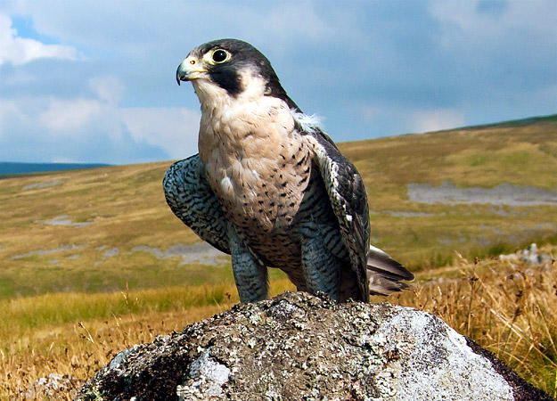 Peregrine Falcon | North America | Discovery