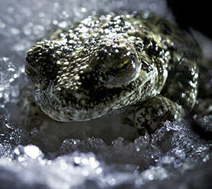 Gray Tree Frog | North America | Discovery