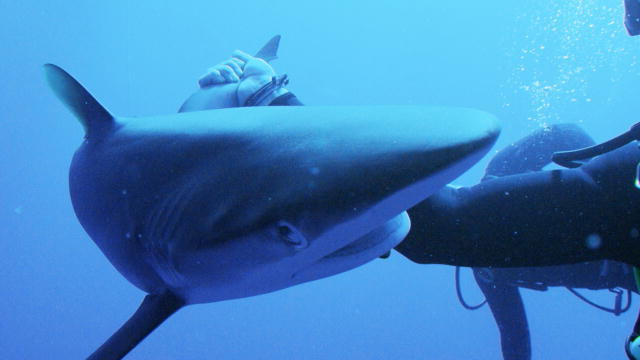 Zombie Shark - Alchetron, The Free Social Encyclopedia