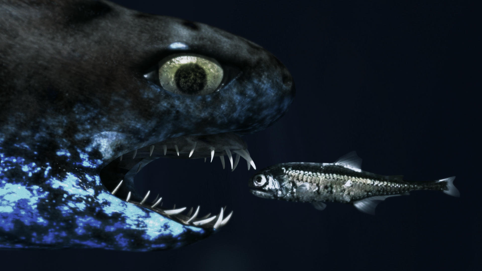 Glow-in-the-Dark Sharks | Shark Week | Discovery