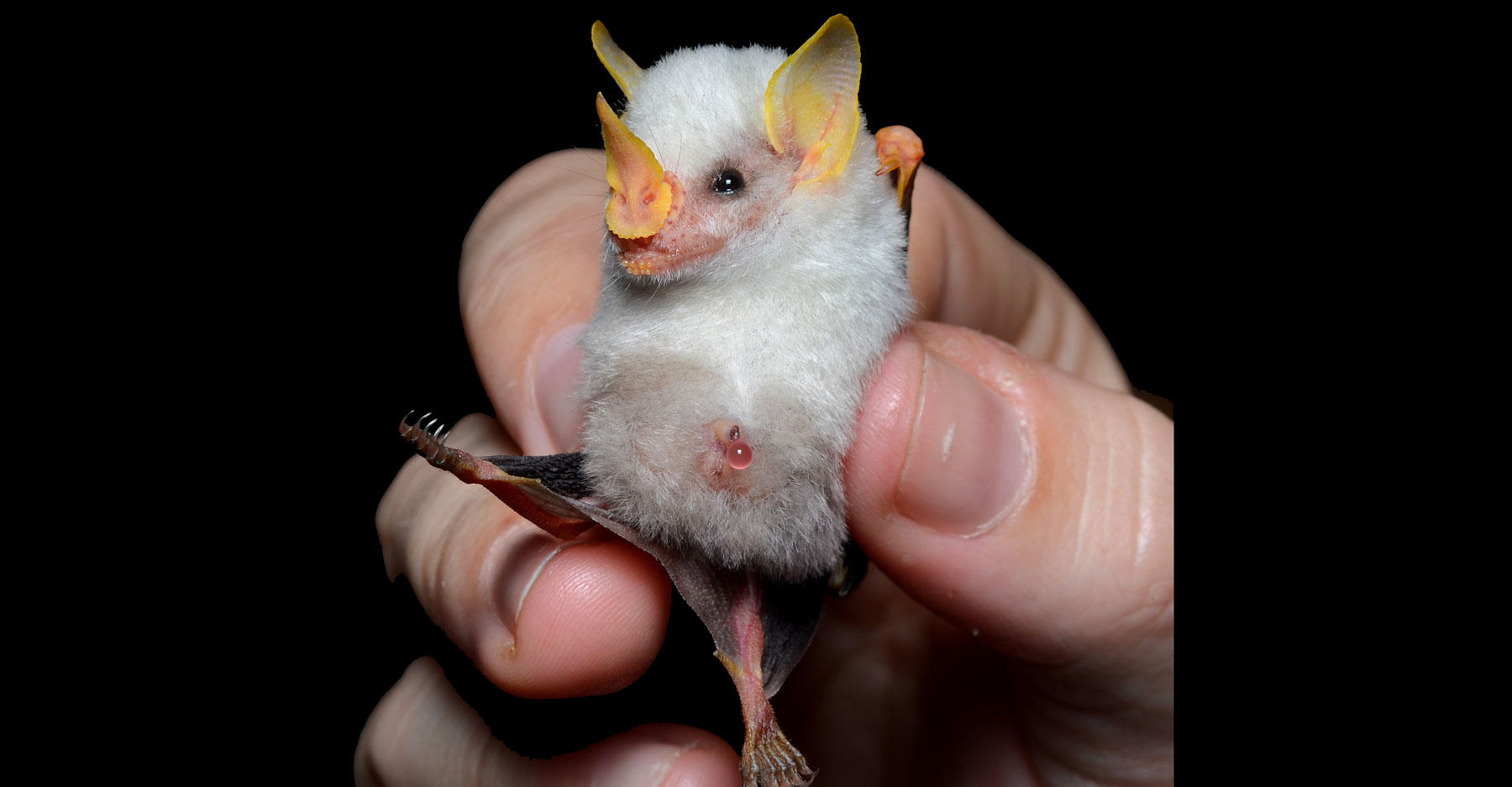 Can You Resist These Fluffy, Leaf-Dwelling Fuzzballs? | Discovery Blog ...