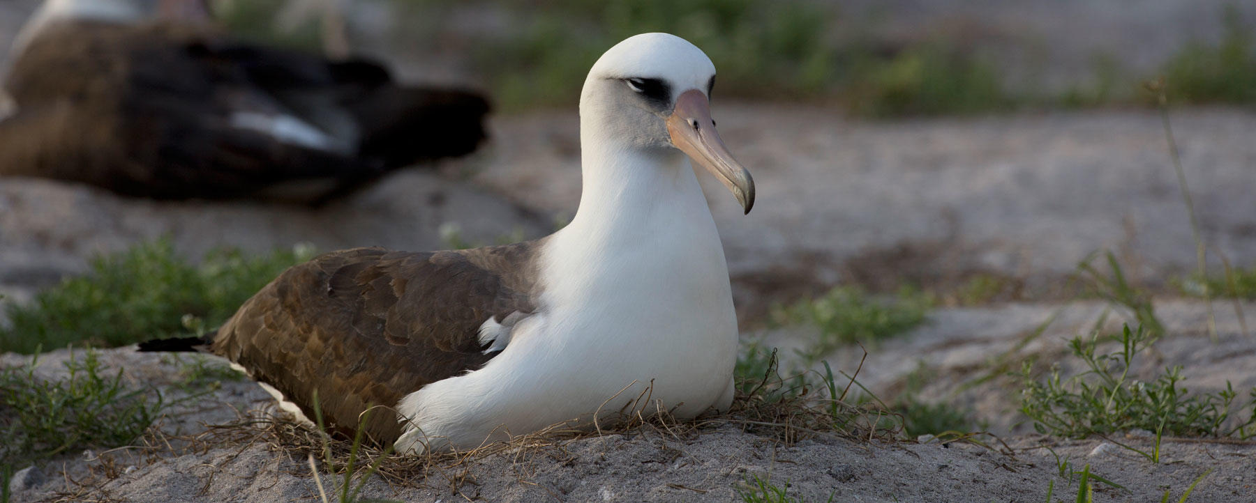 Meet Wisdom, the World’s Oldest Bird | Discovery Blog | Discovery