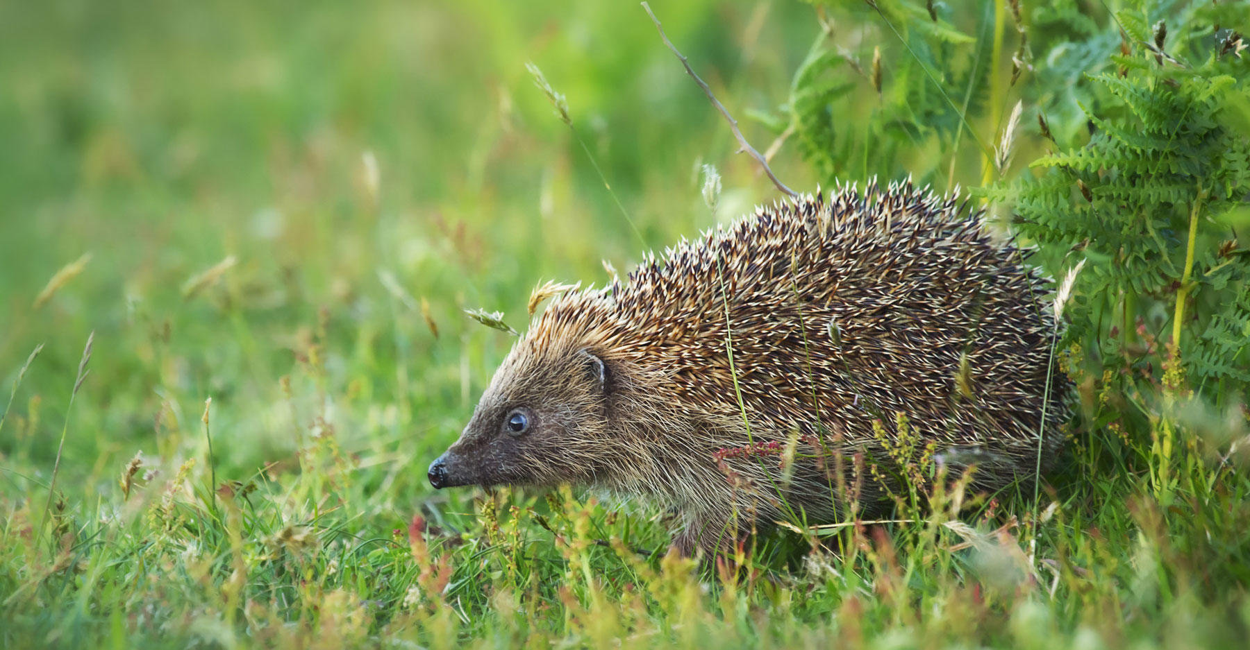 Hedgehog Highways Take Over Suburban England | Discovery Blog | Discovery