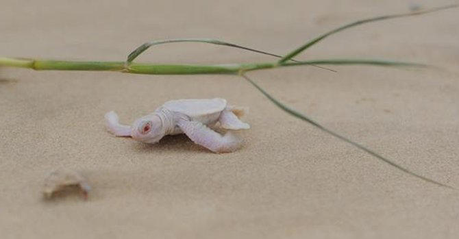 Rare Albino Turtle Hatchling Treks Across Aussie Beach | Discovery Blog ...
