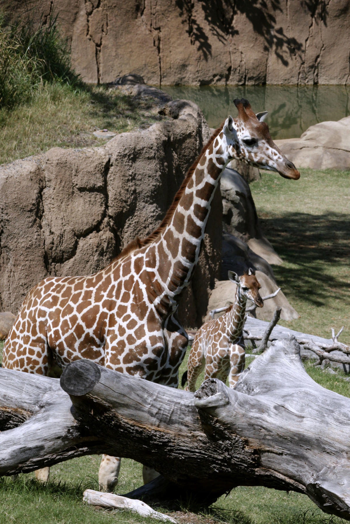 Giraffe Photos | Giraffe Birth Live | Animal Planet