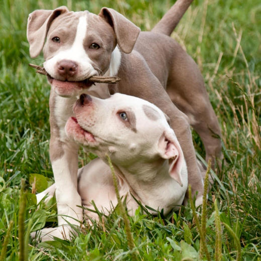 Dogs | Animal Planet