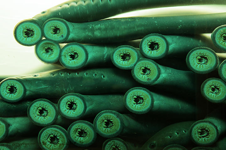 Lamprey Pictures | River Monsters | Animal Planet