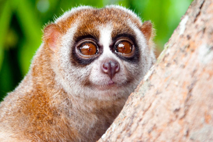 America’s Cutest Animals | America's Cutest Pet | Animal Planet