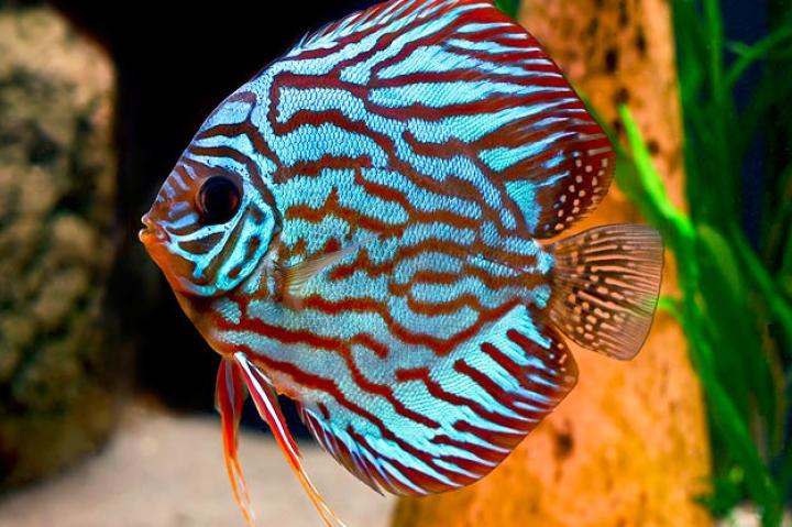 Top 10 Aquarium Fish for Every Budget | Tanked | Animal Planet