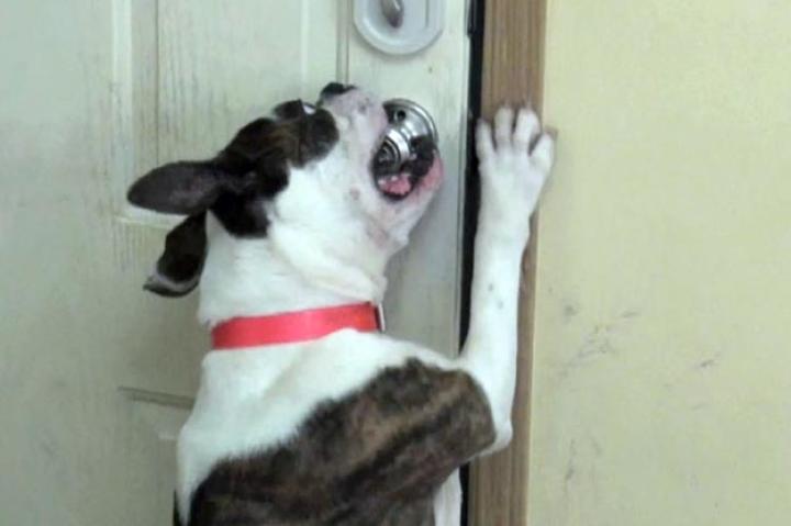 Bad Dog Pictures | Bad Dog | Animal Planet