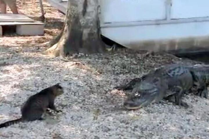 Bad Dog Pictures | Bad Dog | Animal Planet