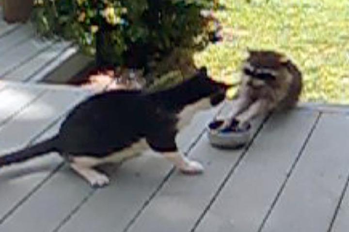 Bad Dog Pictures | Bad Dog | Animal Planet