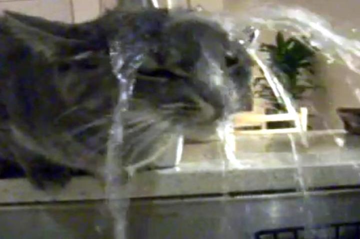 Bad Dog Pictures | Bad Dog | Animal Planet