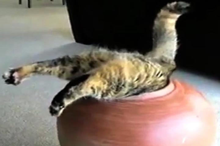 Bad Dog Pictures | Bad Dog | Animal Planet